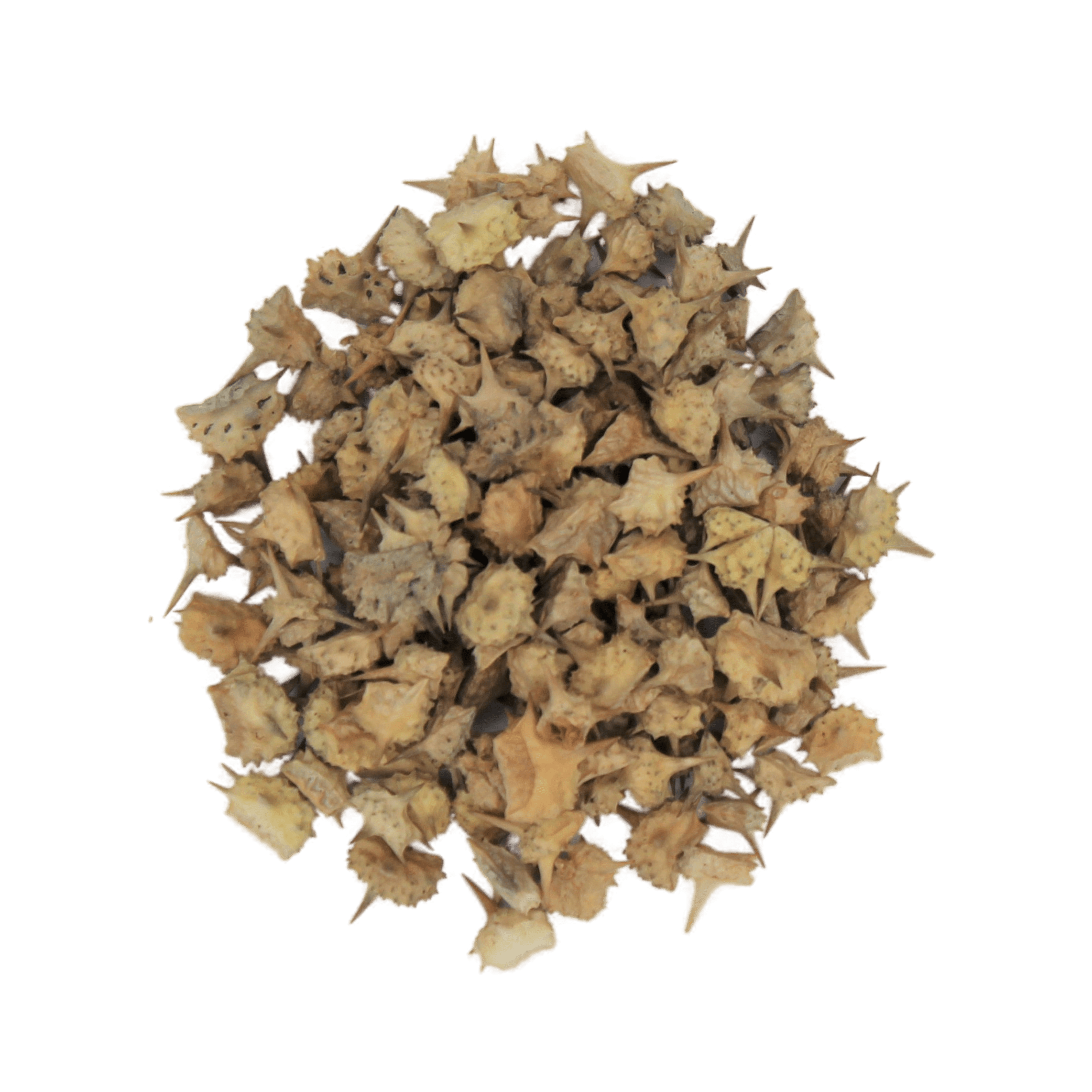 Gokshura Fruit – Ameen